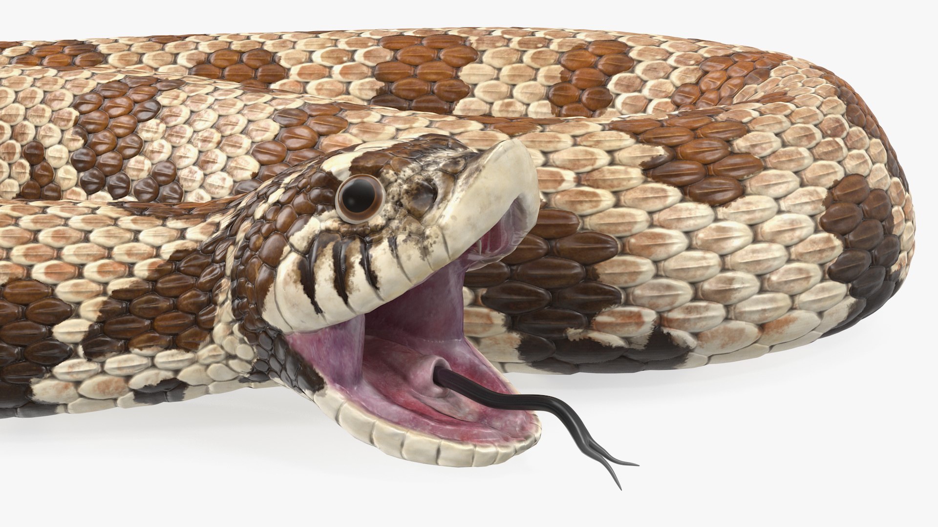 3D Brown Hognose Snake Rigged - TurboSquid 1476117