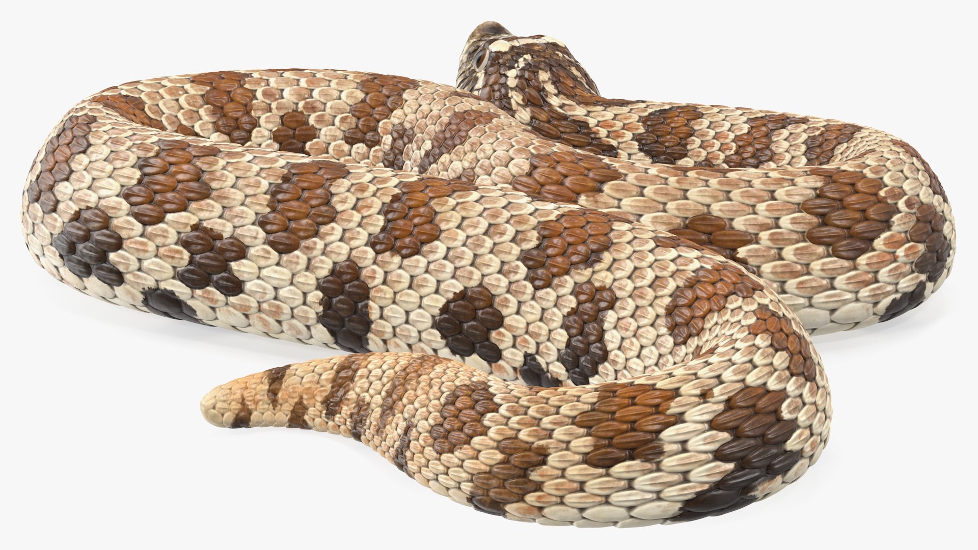 3D Brown Hognose Snake Rigged - TurboSquid 1476117