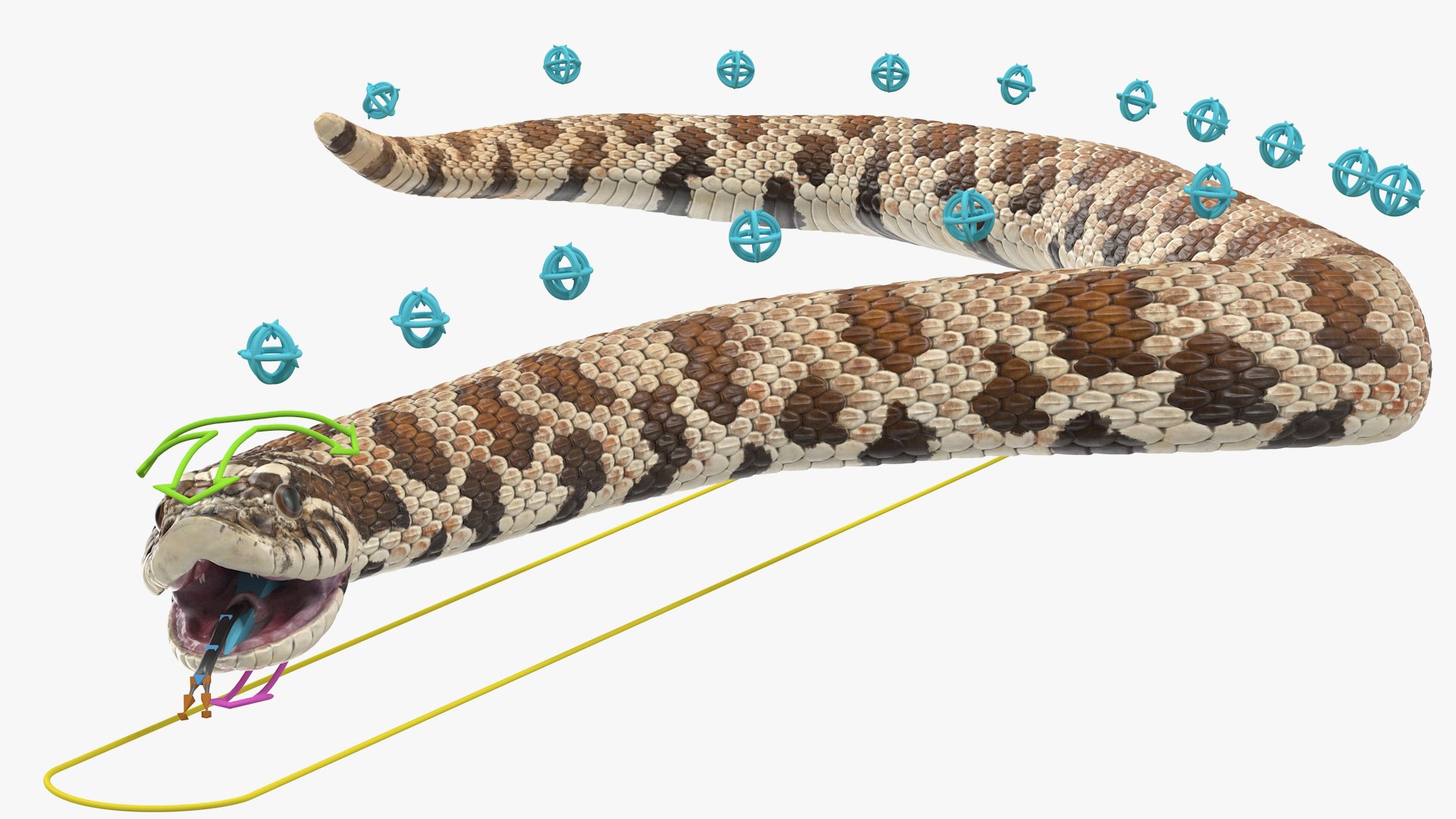 3D Brown Hognose Snake Rigged - TurboSquid 1476117