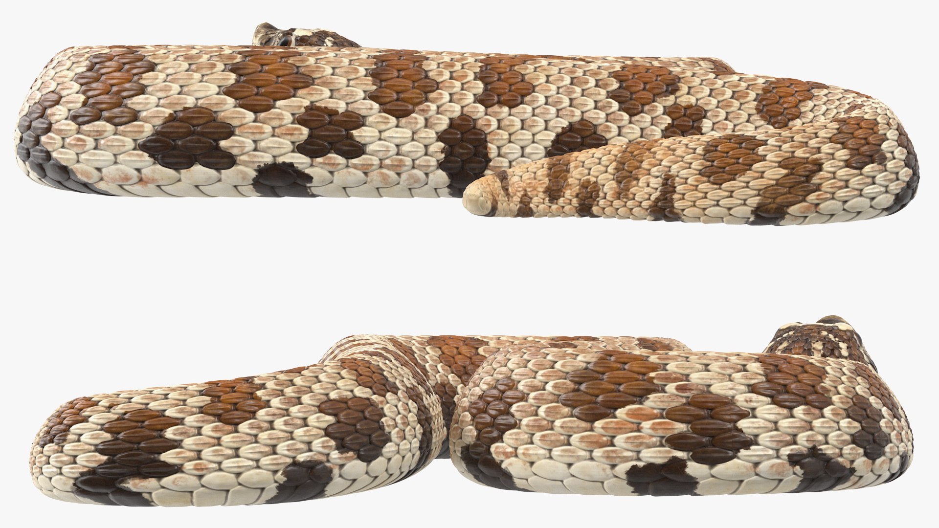 3D Brown Hognose Snake Rigged - TurboSquid 1476117