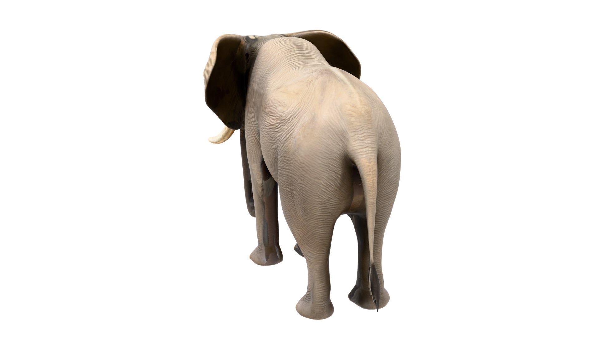 Realistic African Elephant 3D Model - TurboSquid 2412345