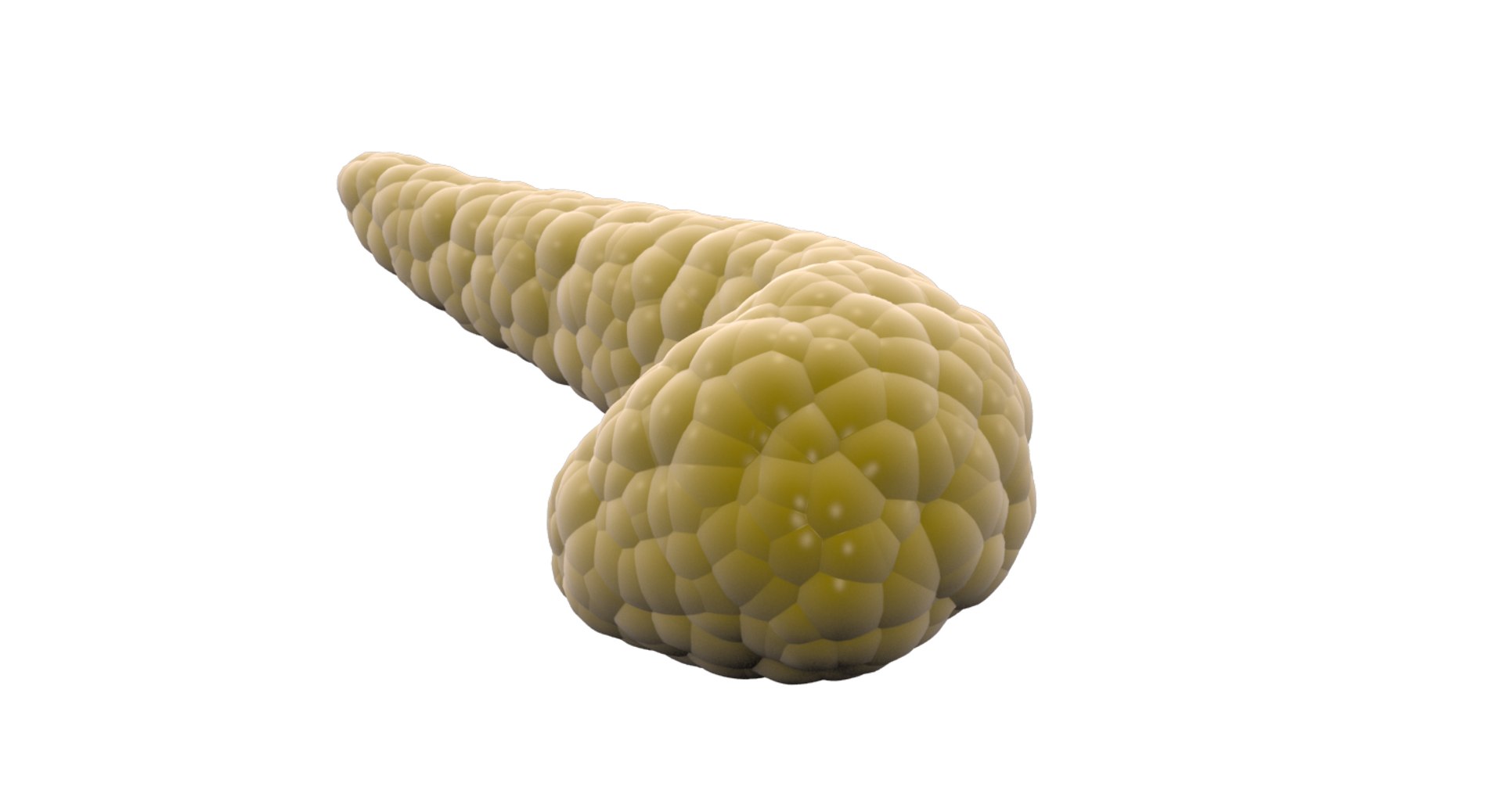 Realistic Pancreas 3D Model - TurboSquid 1188901
