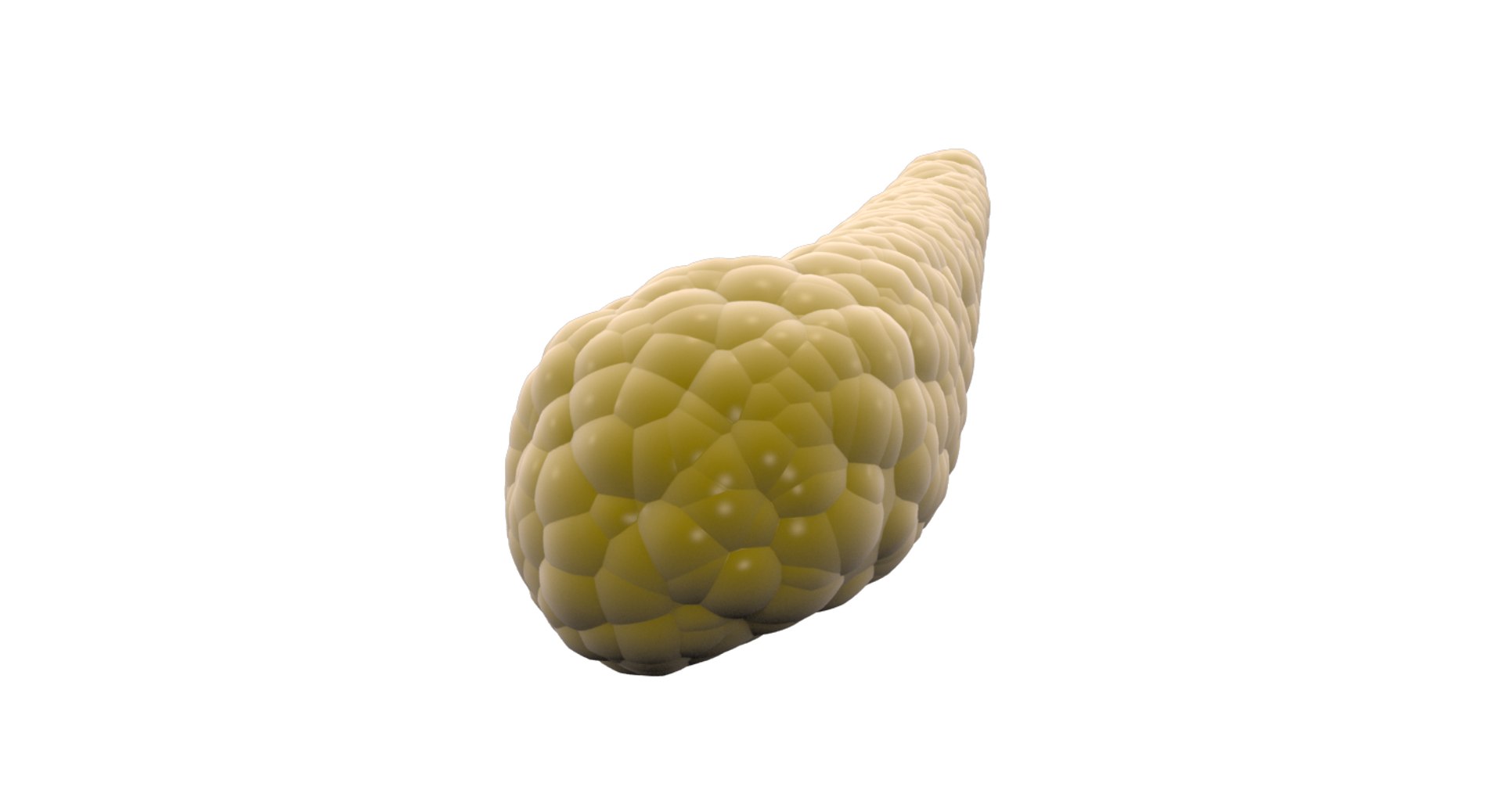 Realistic Pancreas 3D Model - TurboSquid 1188901