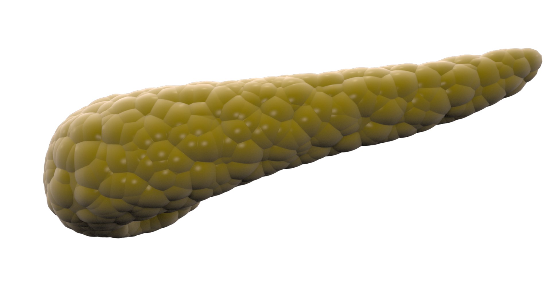 Realistic Pancreas 3D Model - TurboSquid 1188901