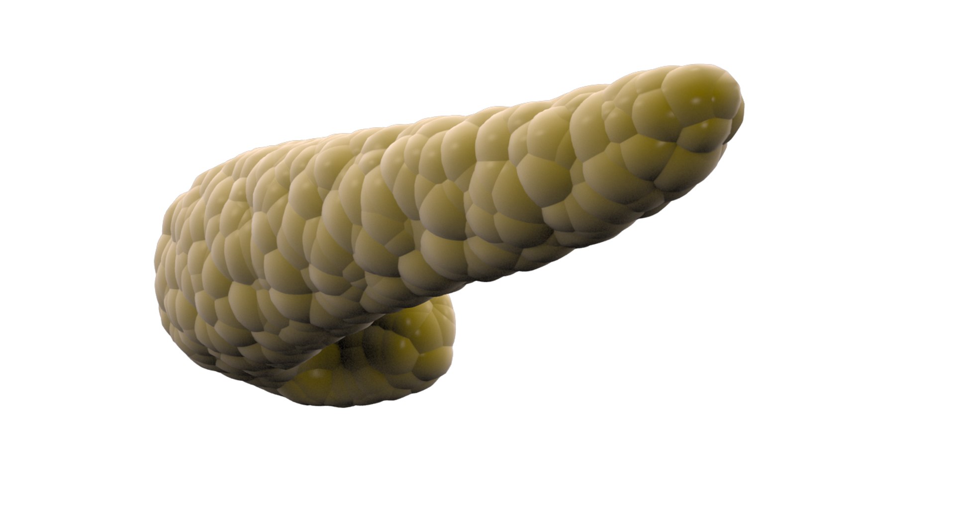 Realistic Pancreas 3D Model - TurboSquid 1188901