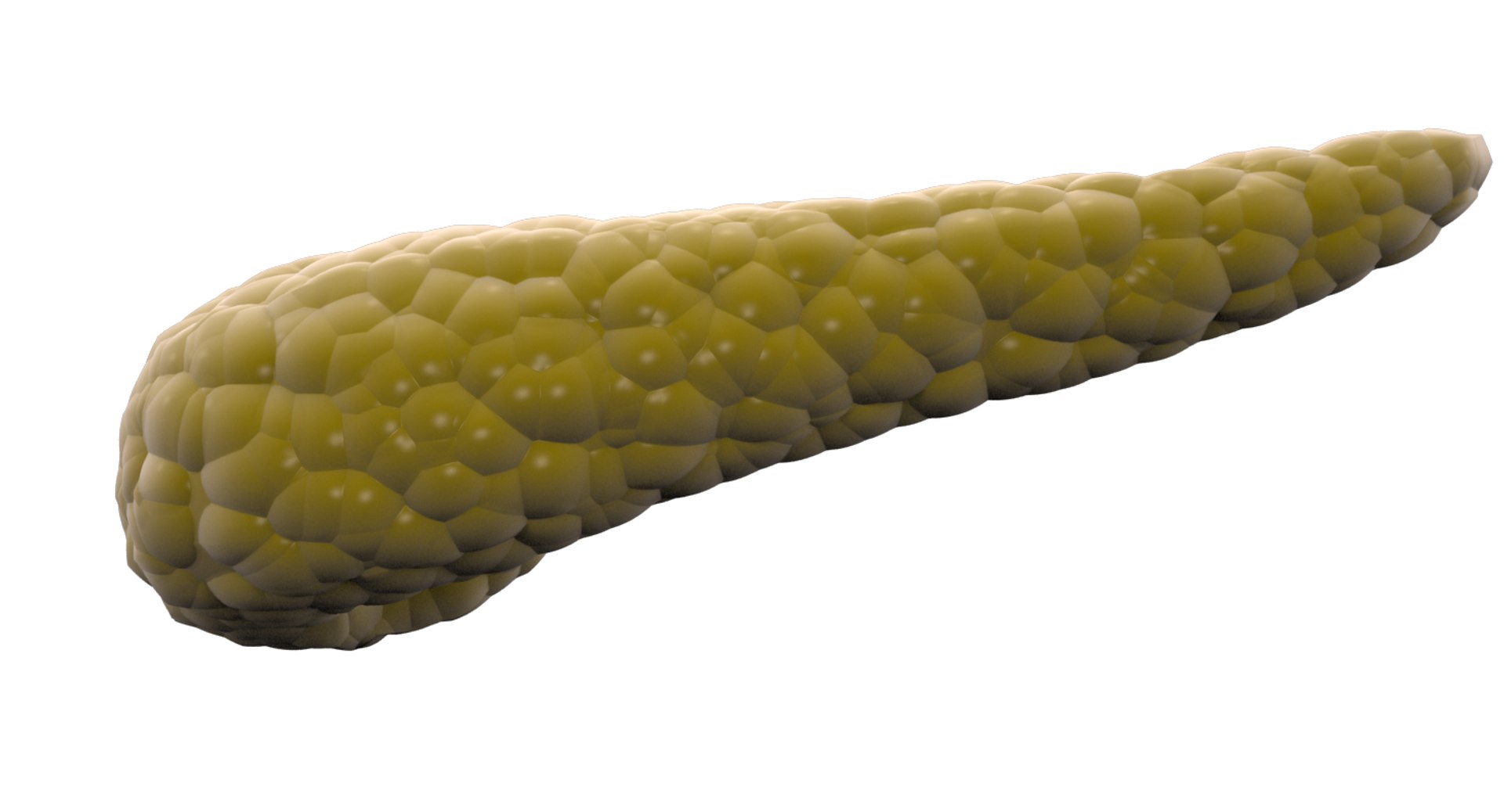 Realistic Pancreas 3D Model - TurboSquid 1188901