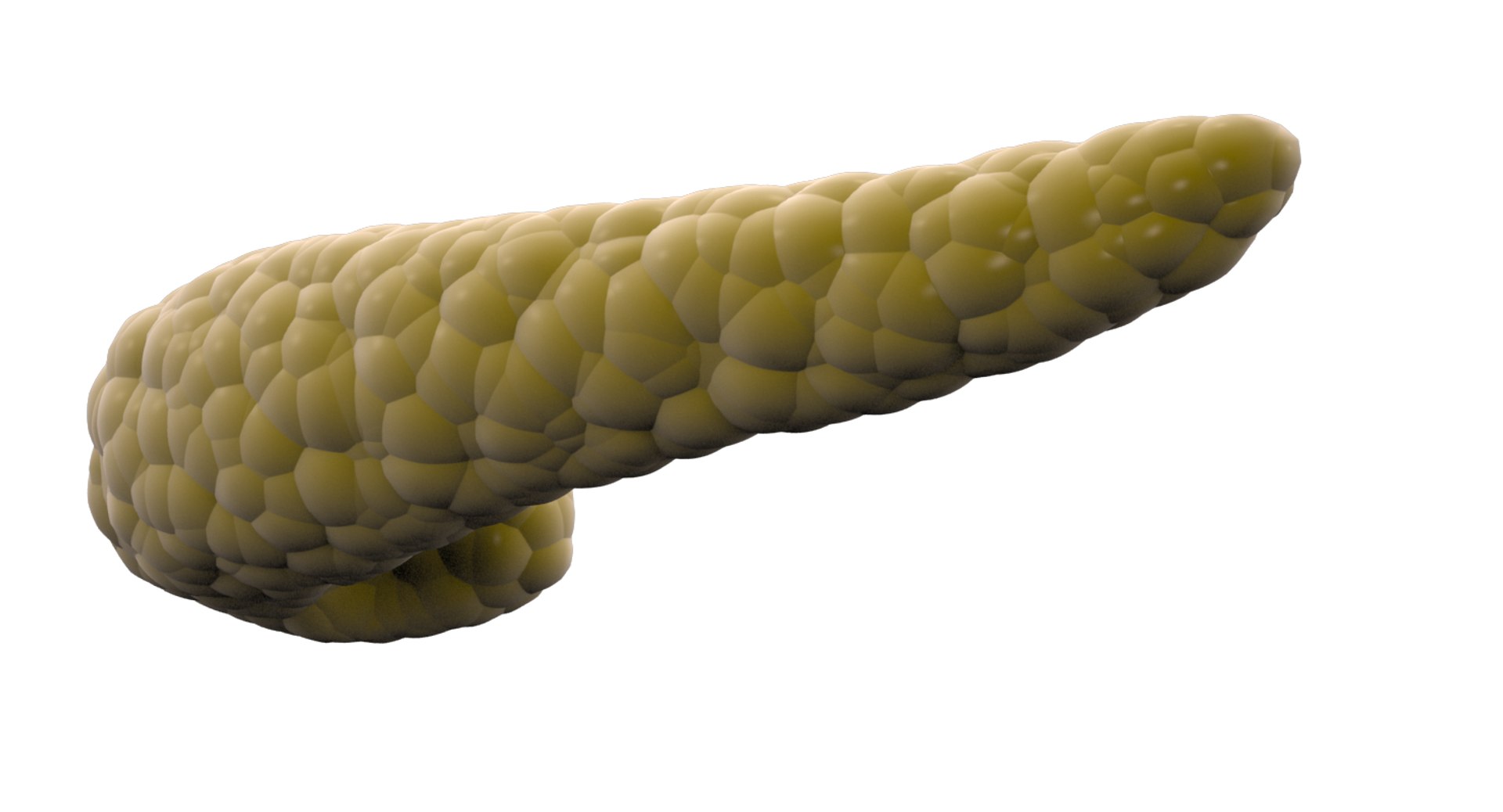 Realistic Pancreas 3D Model - TurboSquid 1188901