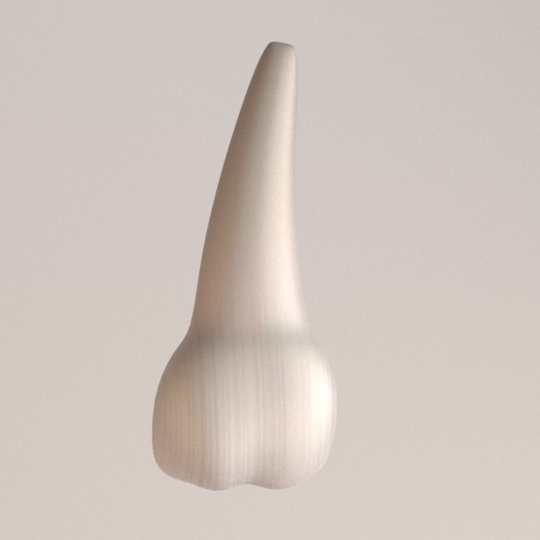 Second Premolar 3d X