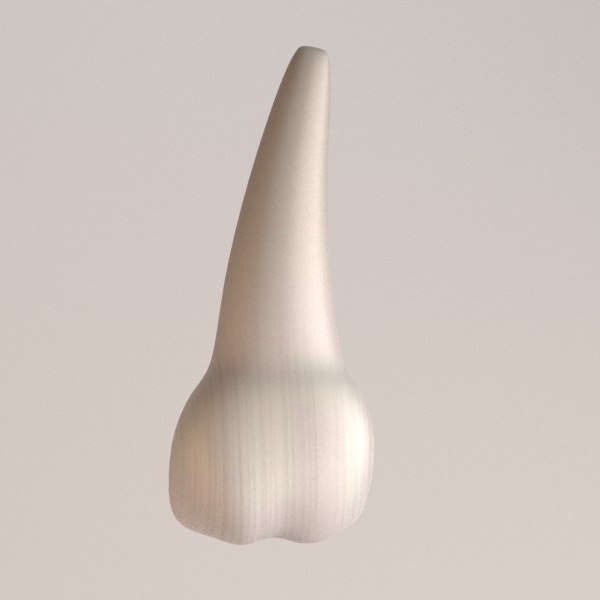 second premolar 3d x