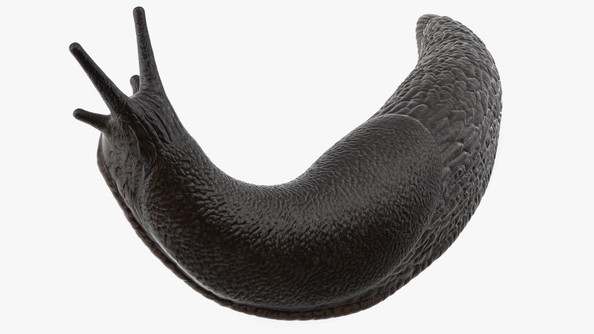 3D Black Slug Reaching Up Model - TurboSquid 2013416
