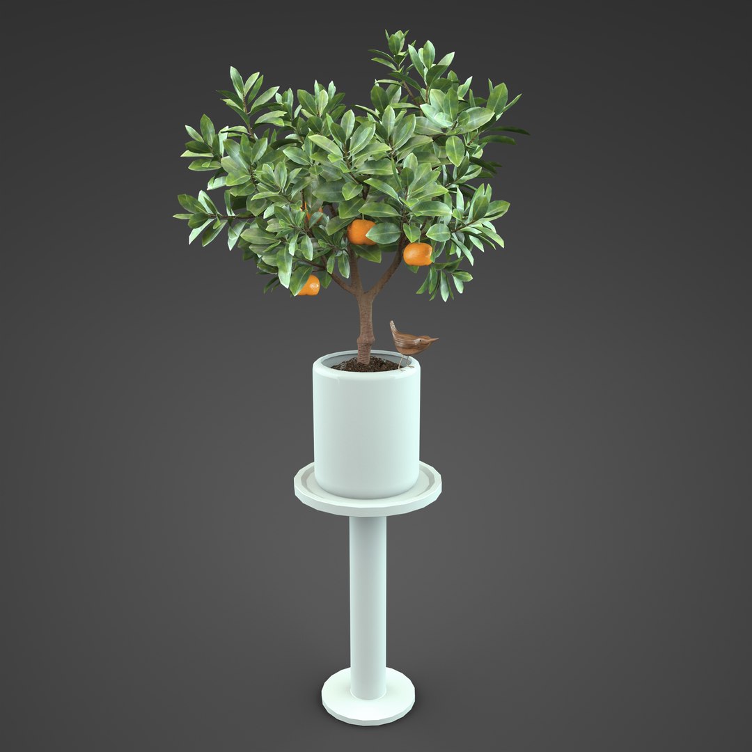 max plant orange tree