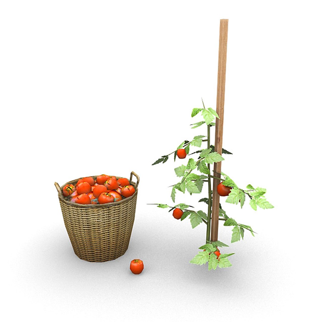 max tomatoes plant basket