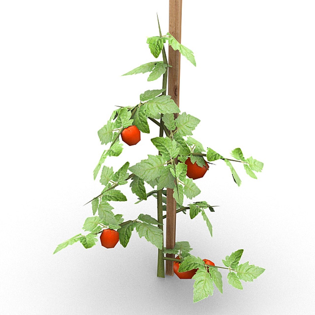 max tomatoes plant basket