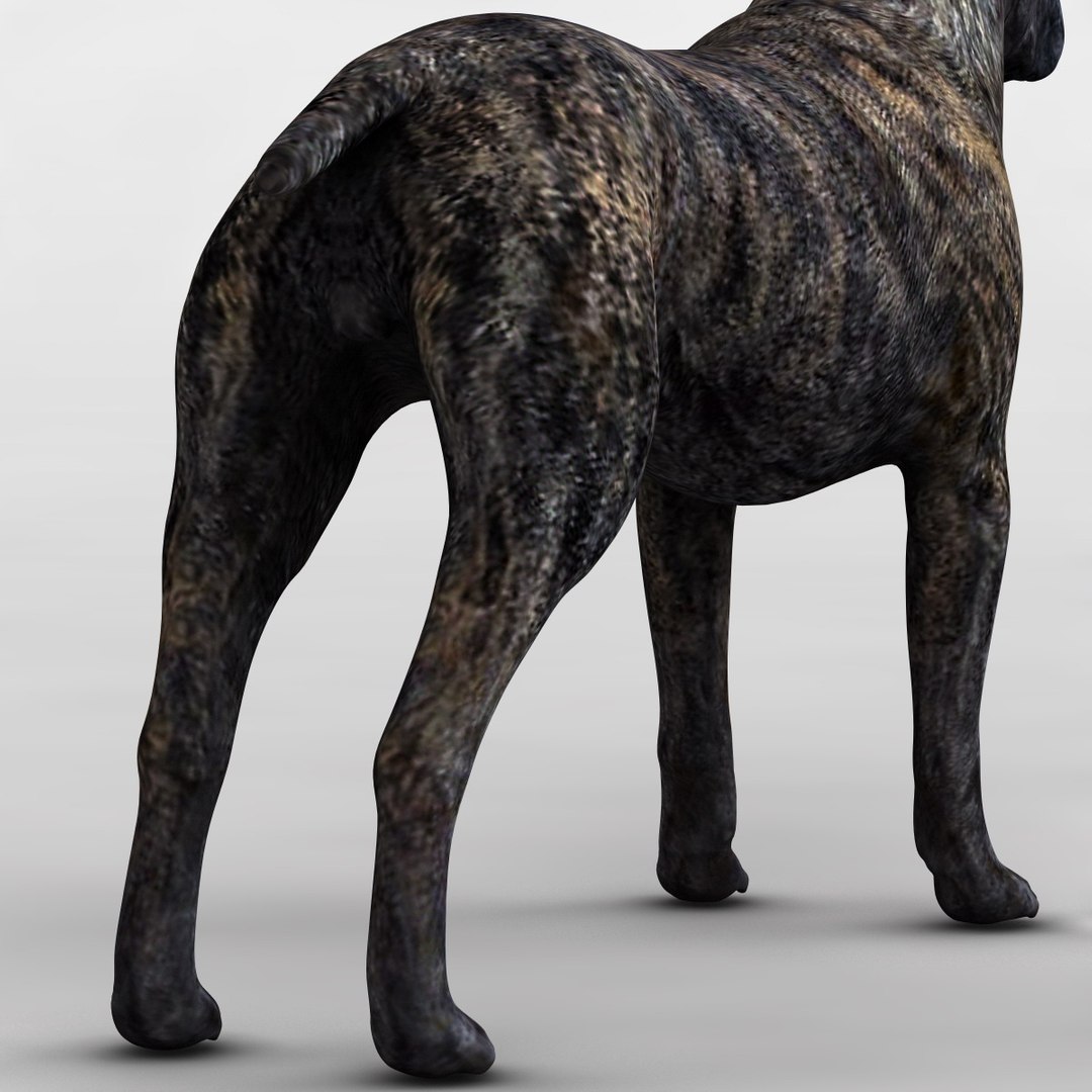 Cane Corso Dog 3ds