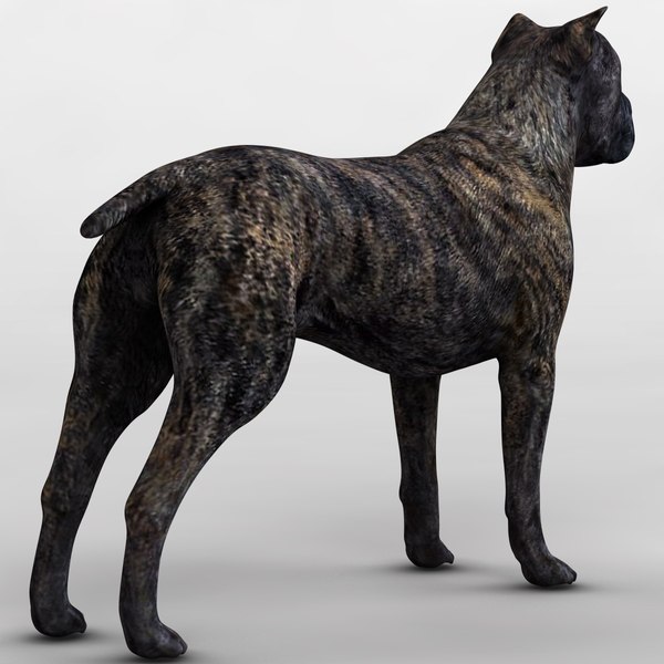 cane corso dog 3ds