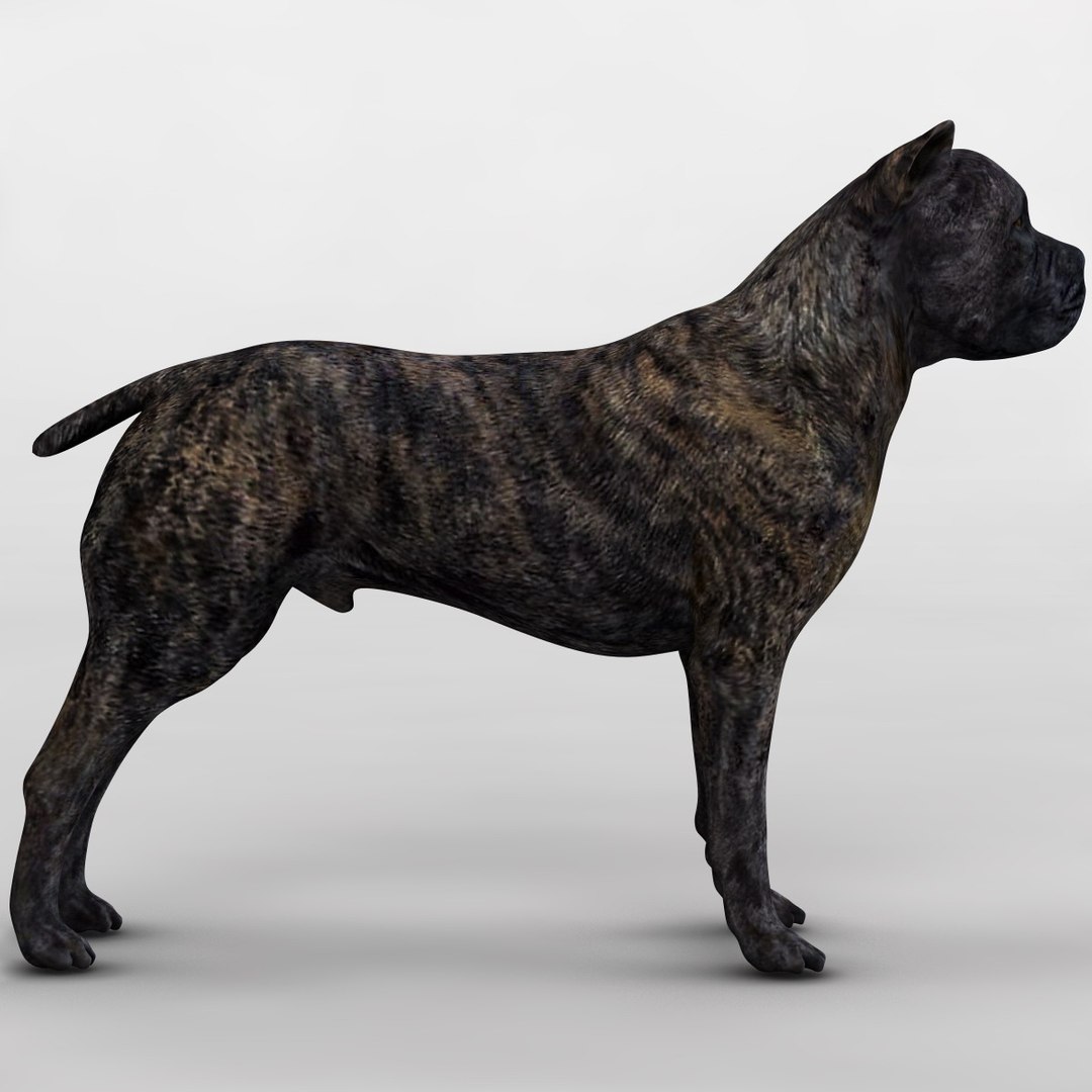 Cane Corso Dog 3ds