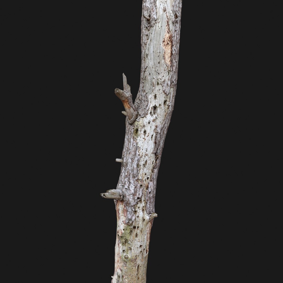 3D Dead Tree Scan - TurboSquid 1400582