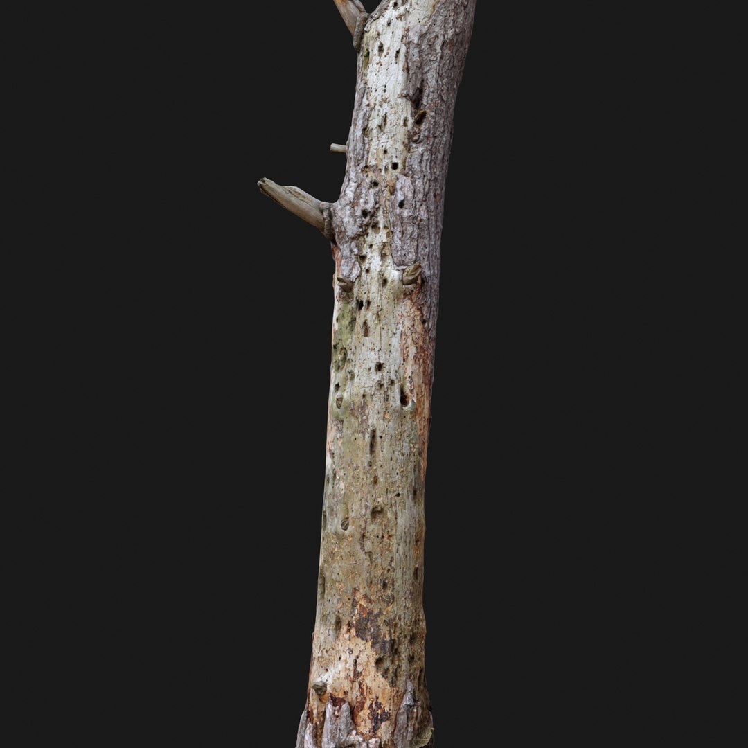 3D Dead Tree Scan - TurboSquid 1400582