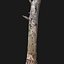 3D Dead Tree Scan - TurboSquid 1400582