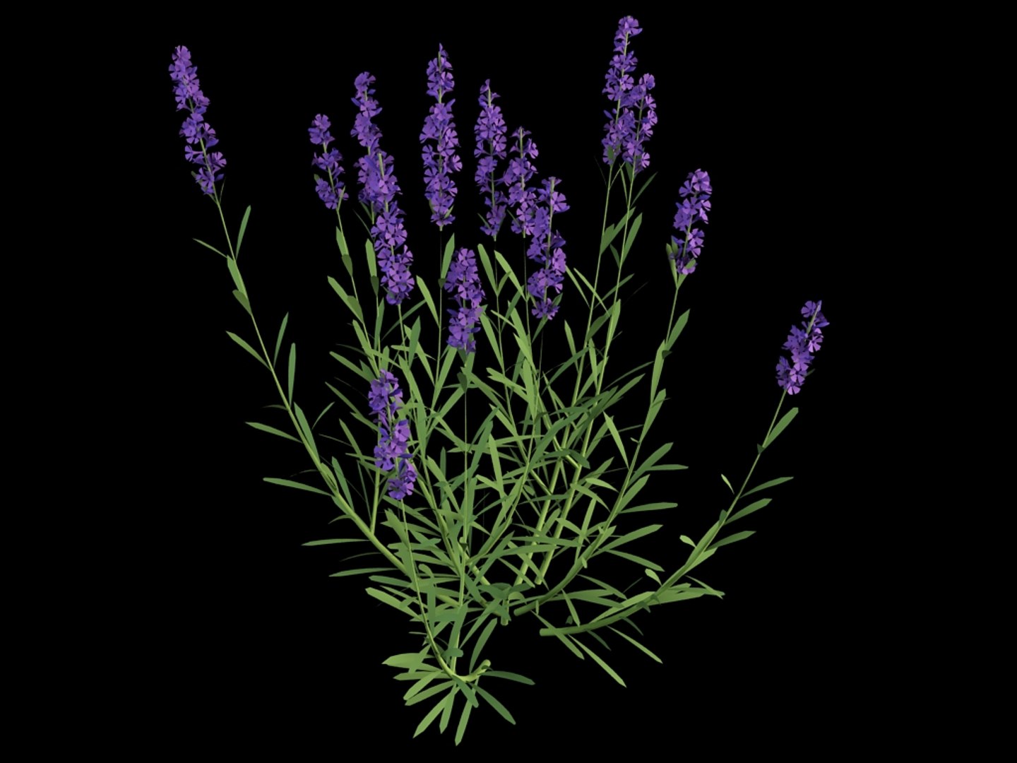 Lavandula Lavender 3d Max