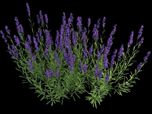 lavandula lavender 3d max