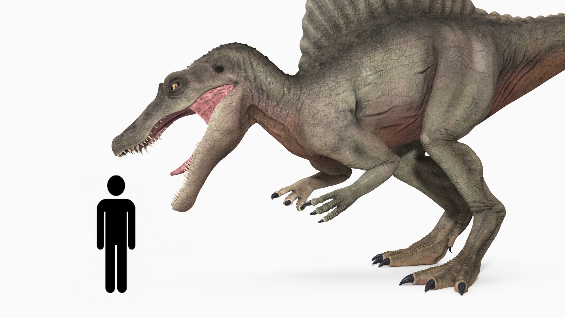 Spinosaurus - Rigged And Animated 3D - TurboSquid 1771162