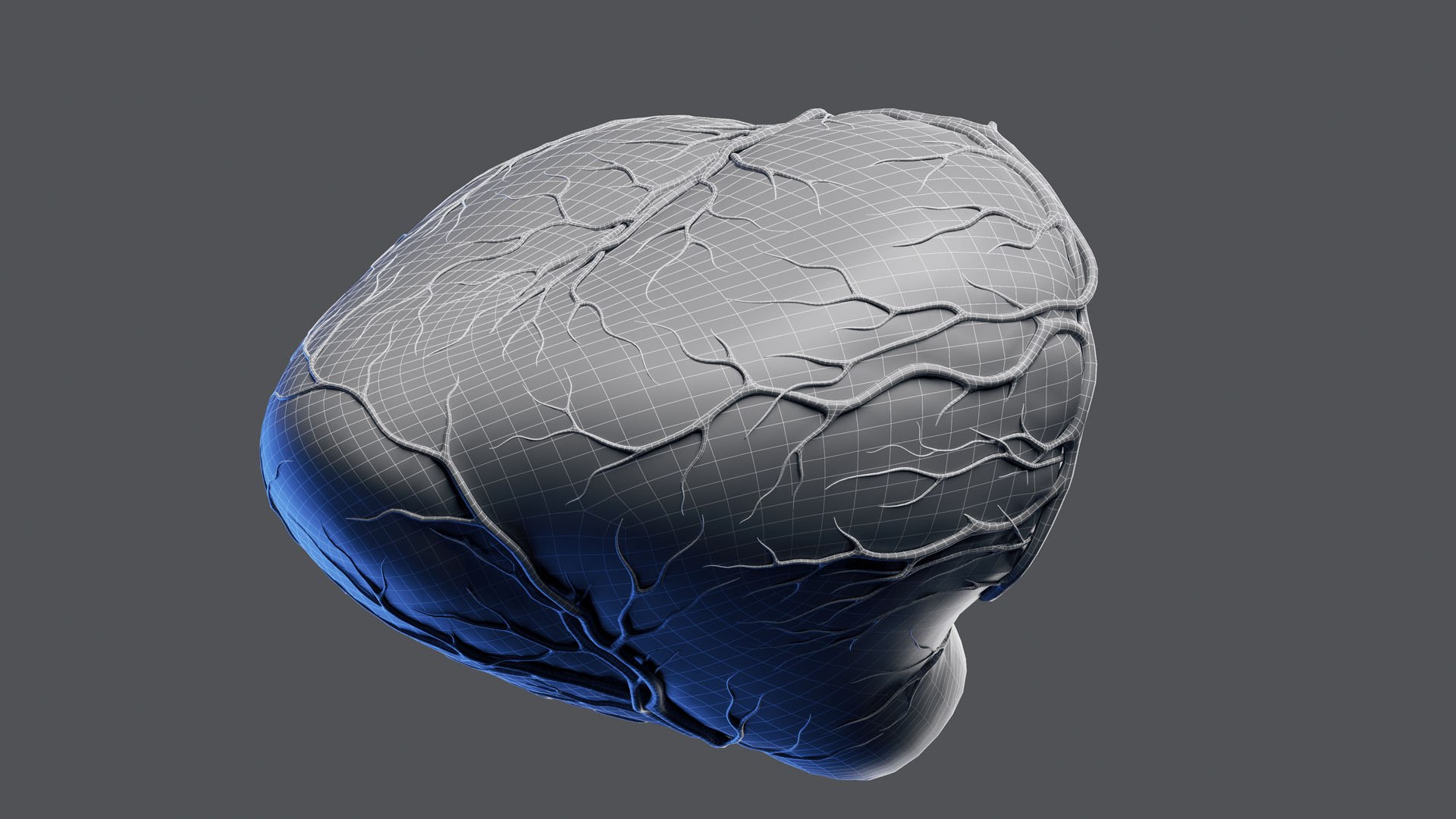 3D Medically Accurate Transverse Cross-Section Of The Human Heart ...