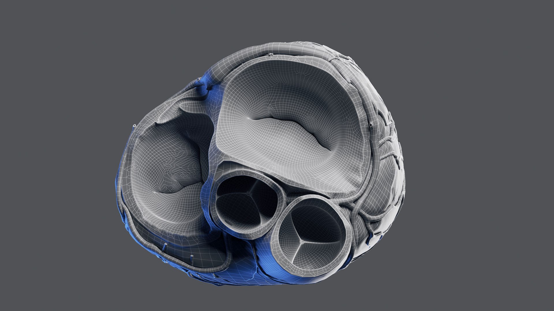 3D Medically Accurate Transverse Cross-Section Of The Human Heart ...
