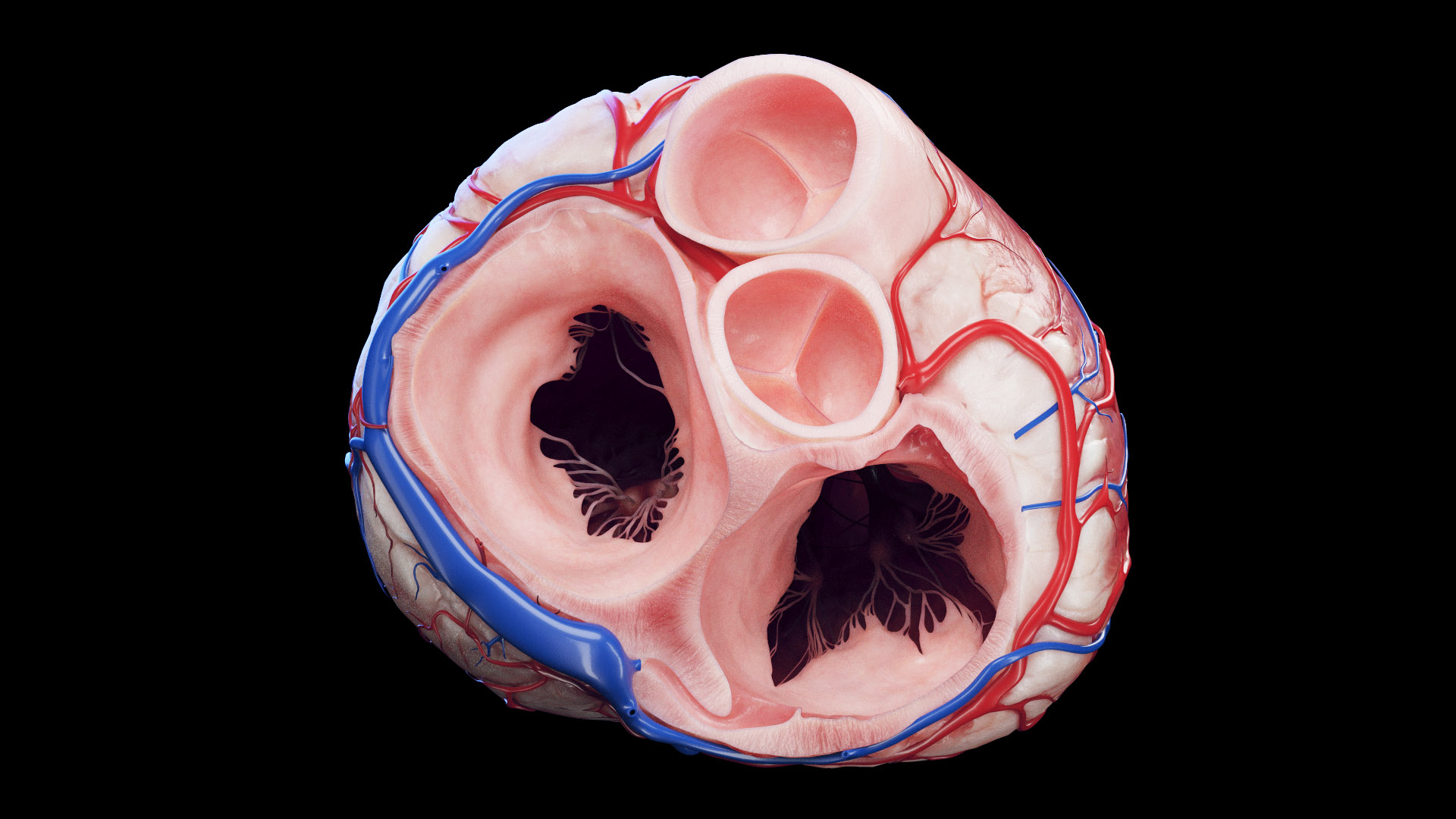 3D Medically Accurate Transverse Cross-Section Of The Human Heart ...
