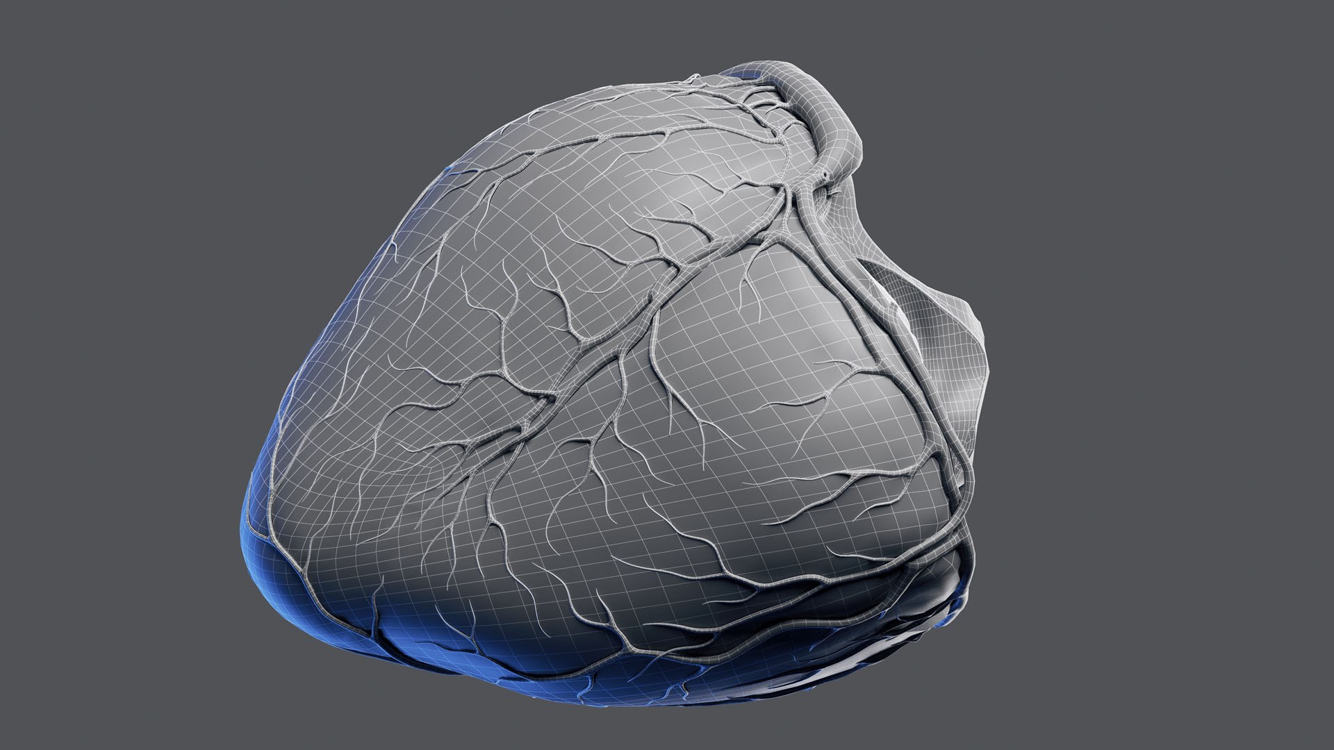3D Medically Accurate Transverse Cross-Section Of The Human Heart ...