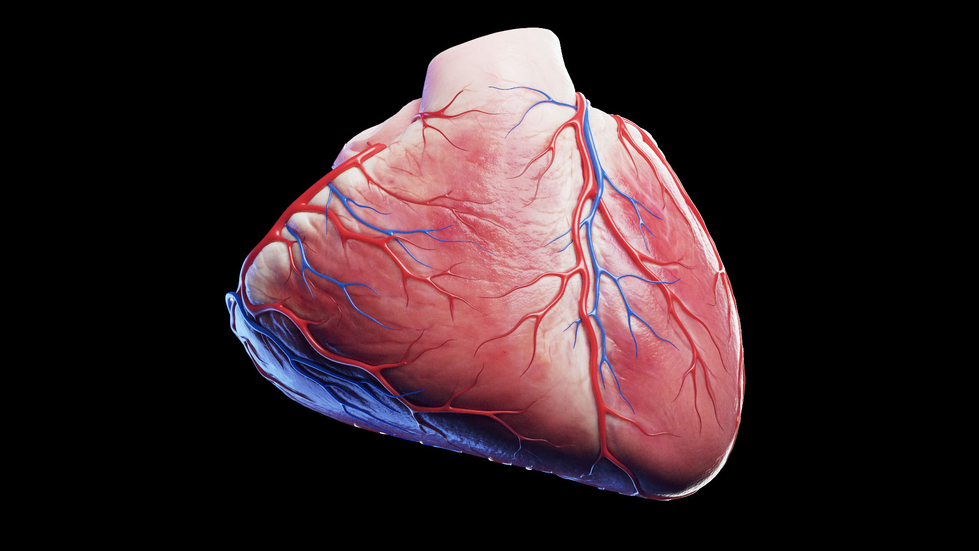 3D Medically Accurate Transverse Cross-Section Of The Human Heart ...