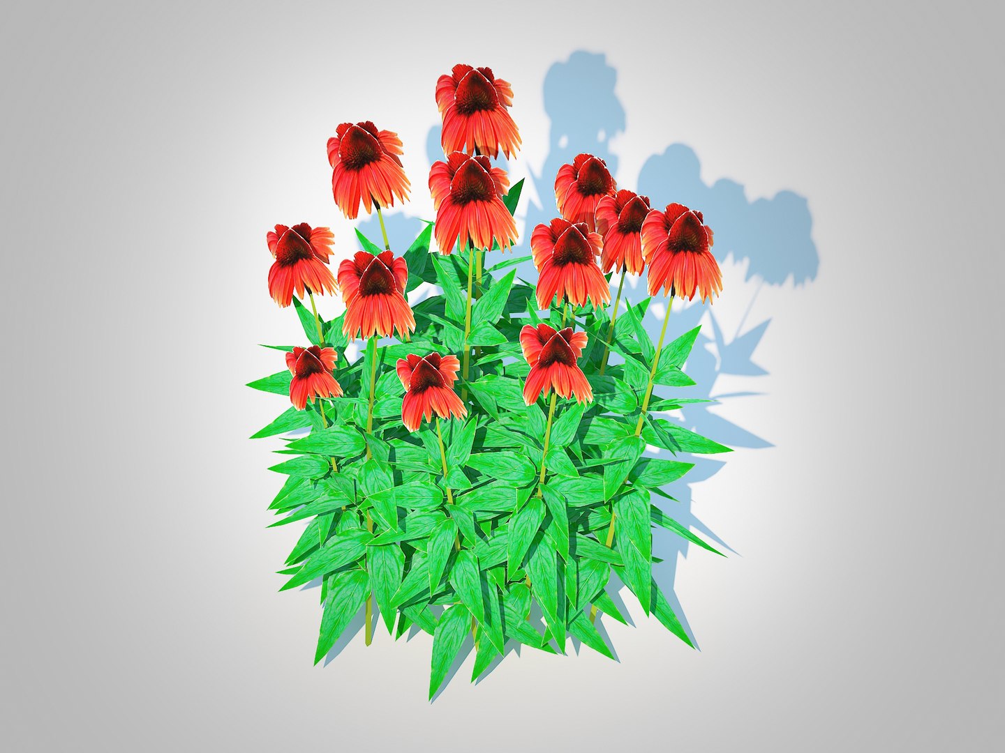 3D Echinacea Big Sky Sundown - Coneflower Model - TurboSquid 2295900