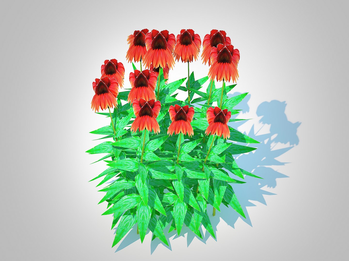 3D Echinacea Big Sky Sundown - Coneflower Model - TurboSquid 2295900