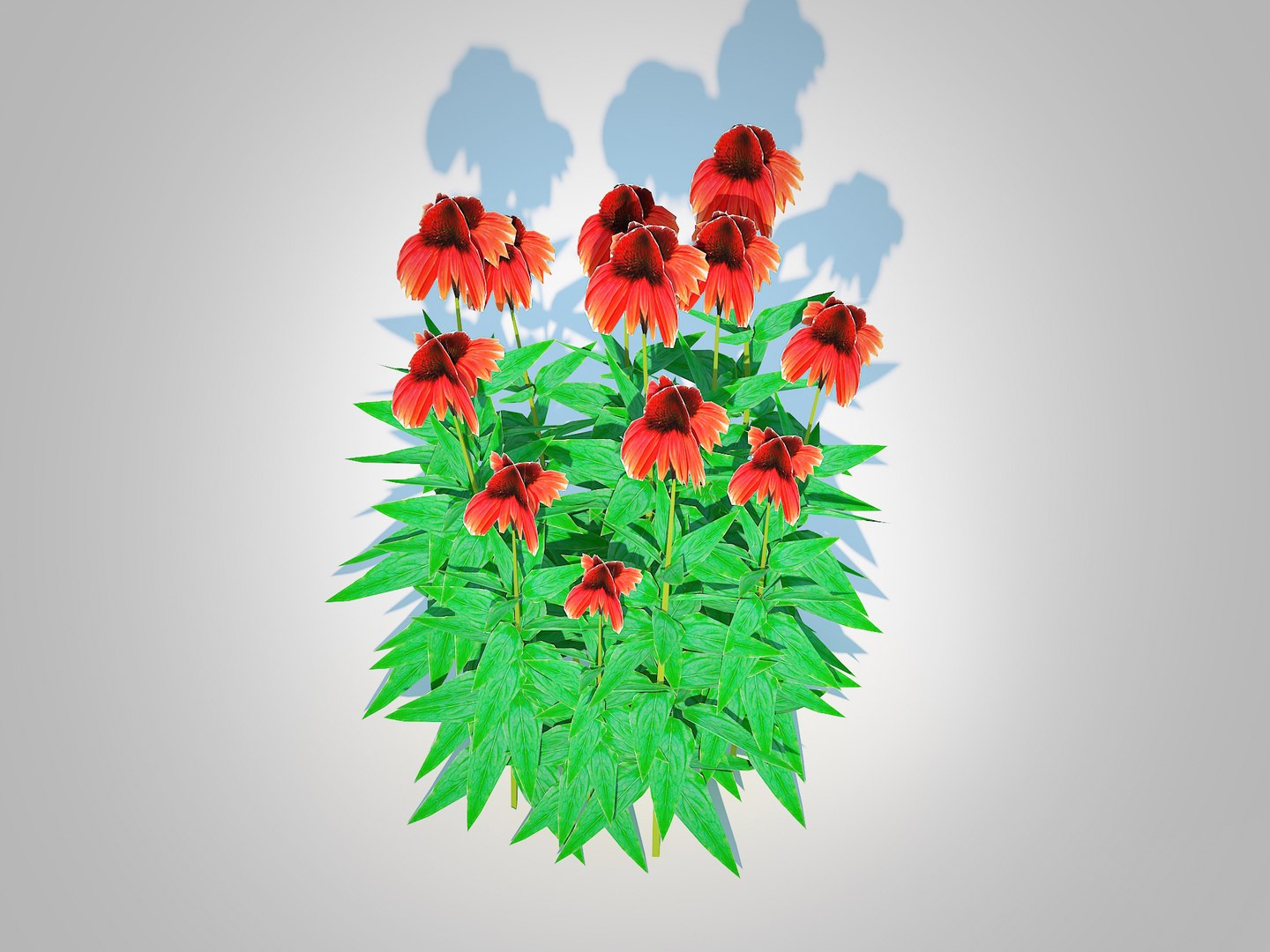 3D Echinacea Big Sky Sundown - Coneflower Model - TurboSquid 2295900