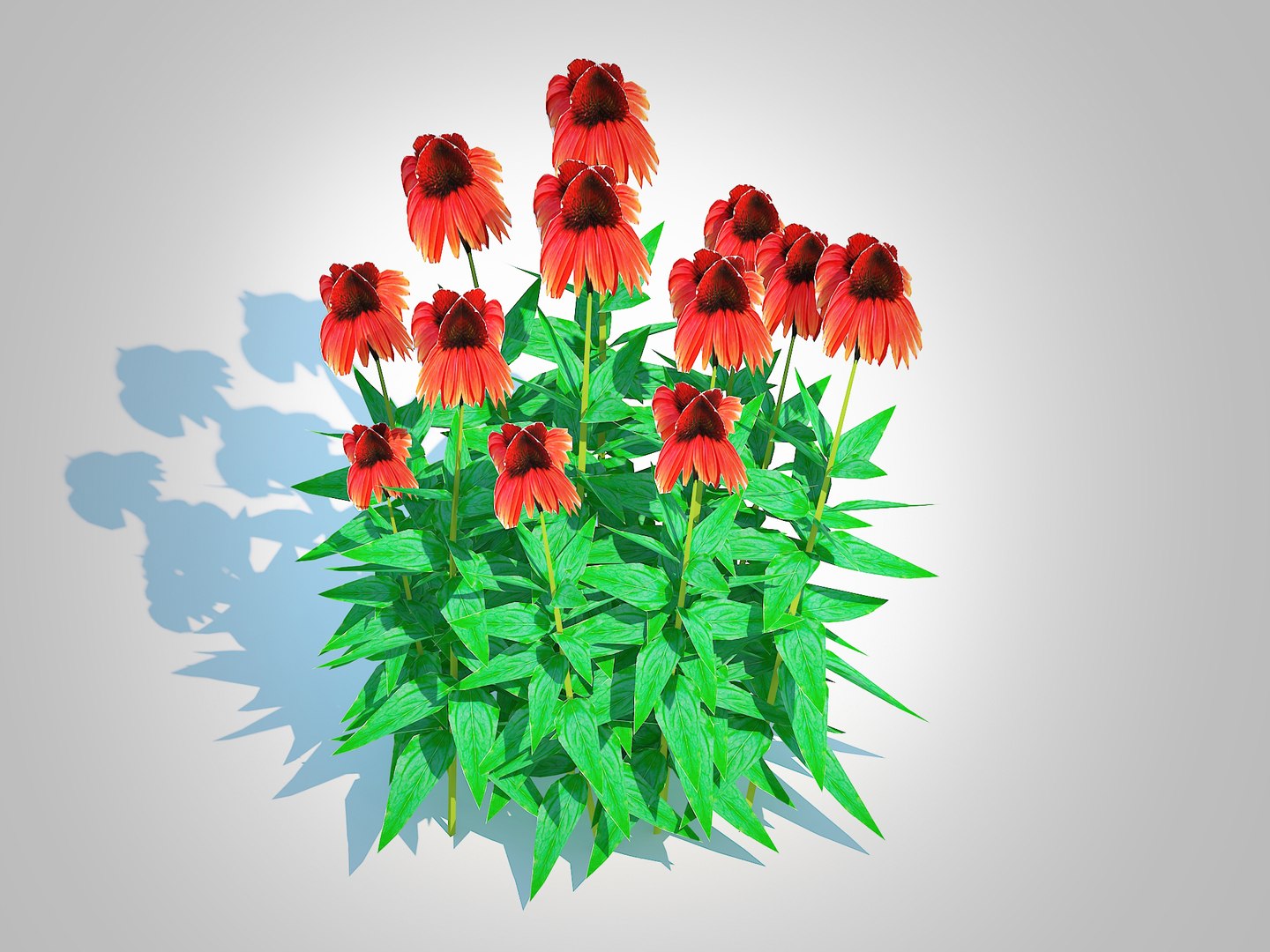 3D Echinacea Big Sky Sundown - Coneflower Model - TurboSquid 2295900