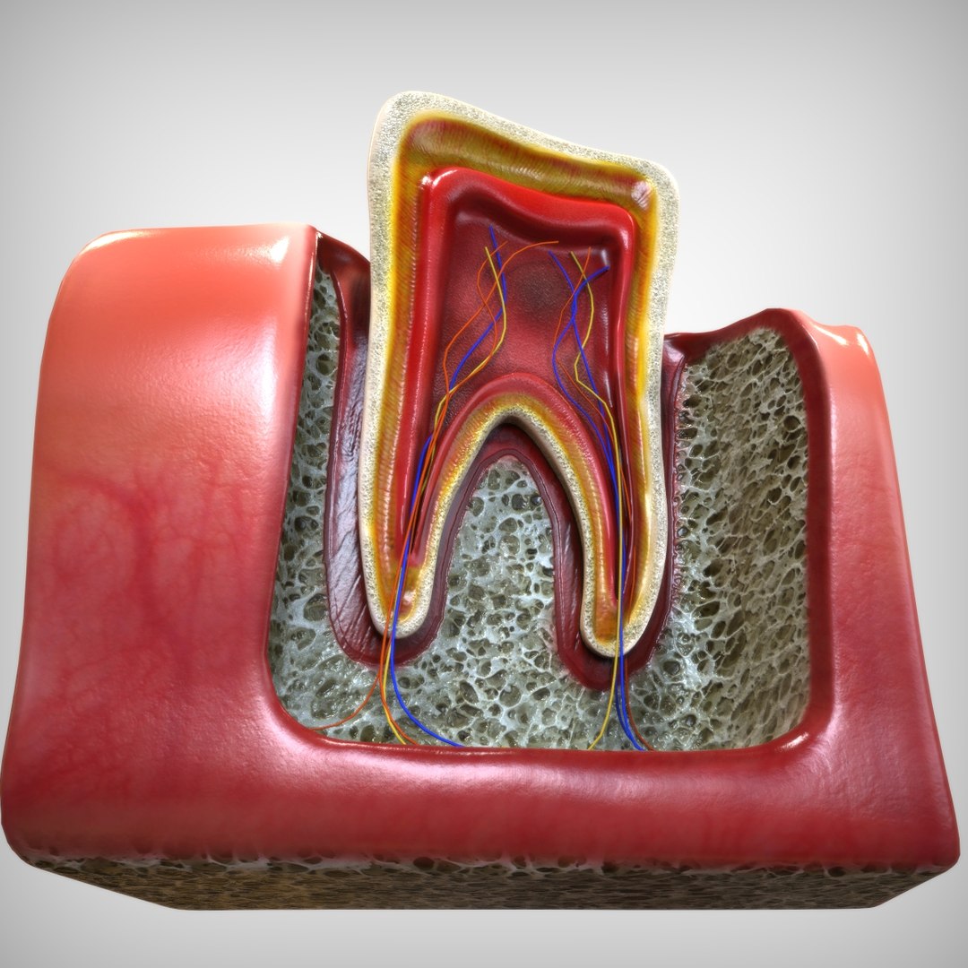 Teeth Anatomy 3D Model - TurboSquid 1521204