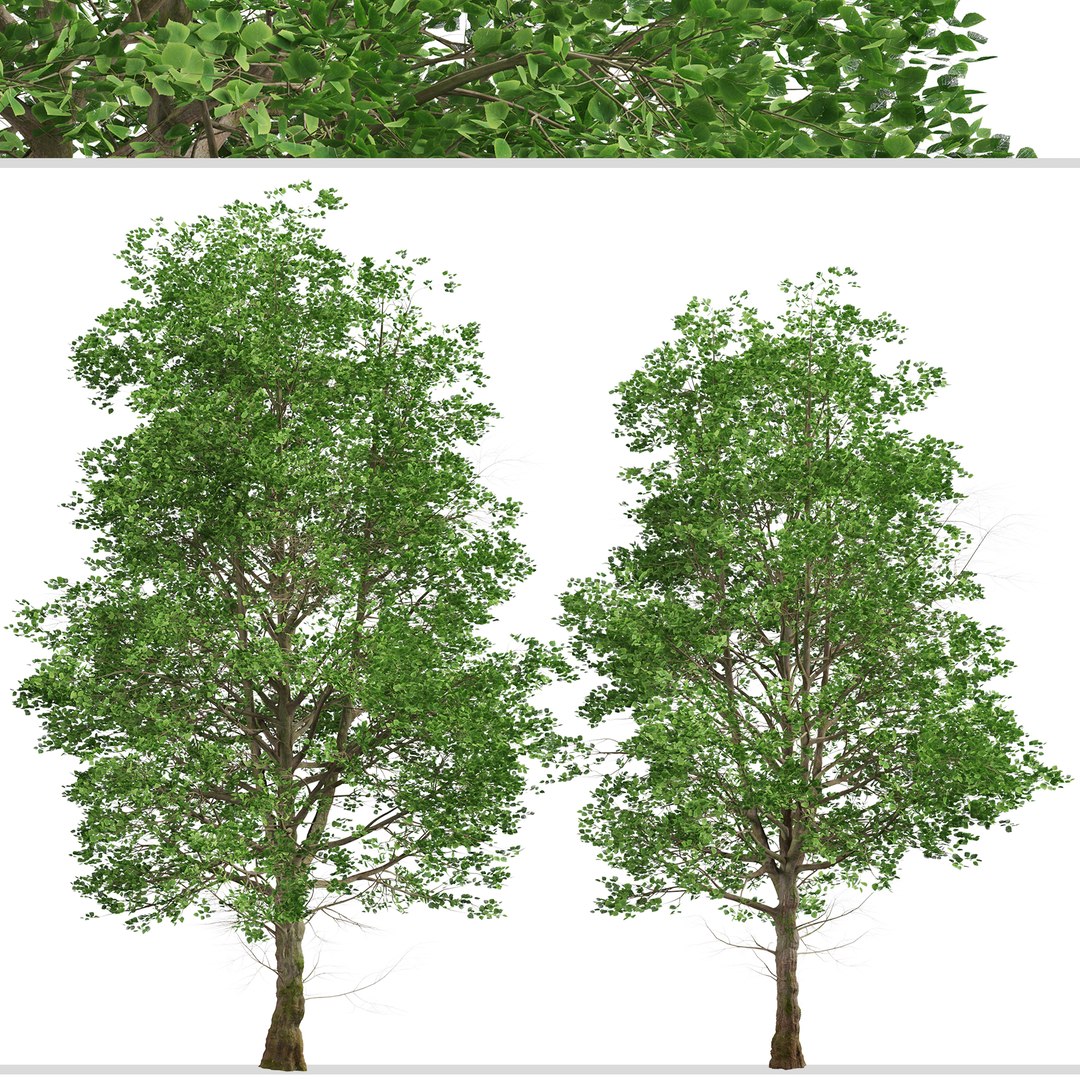 Set Of European Linden Or Tilia Europaea Tree - 2 Trees 3D Model ...