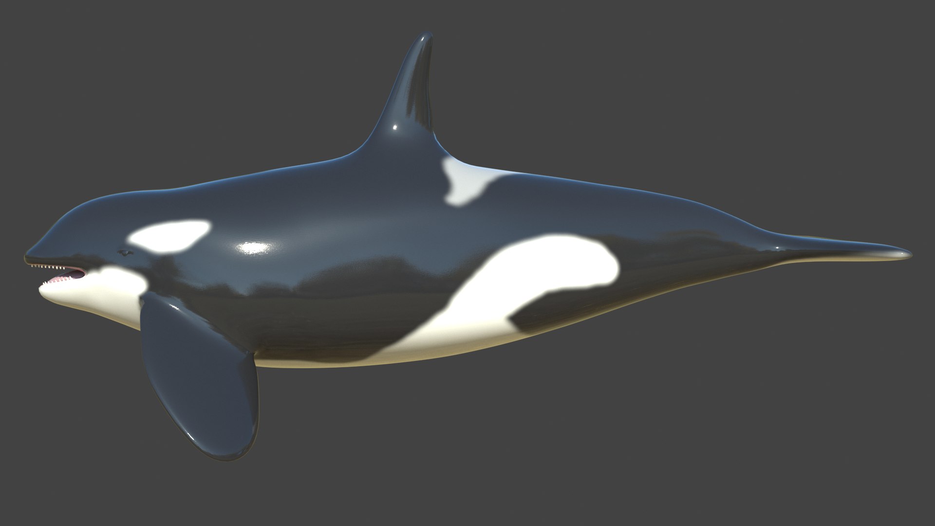Killer Whale Orca 3D Model - TurboSquid 1645110