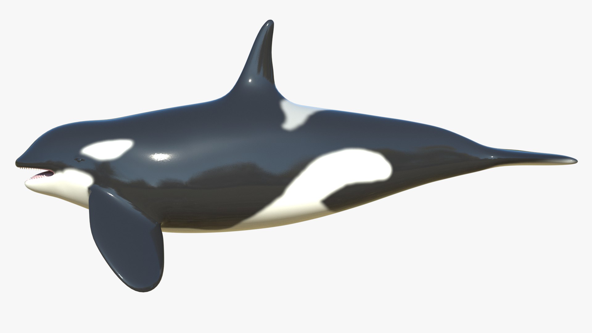 Killer Whale Orca 3D Model - TurboSquid 1645110
