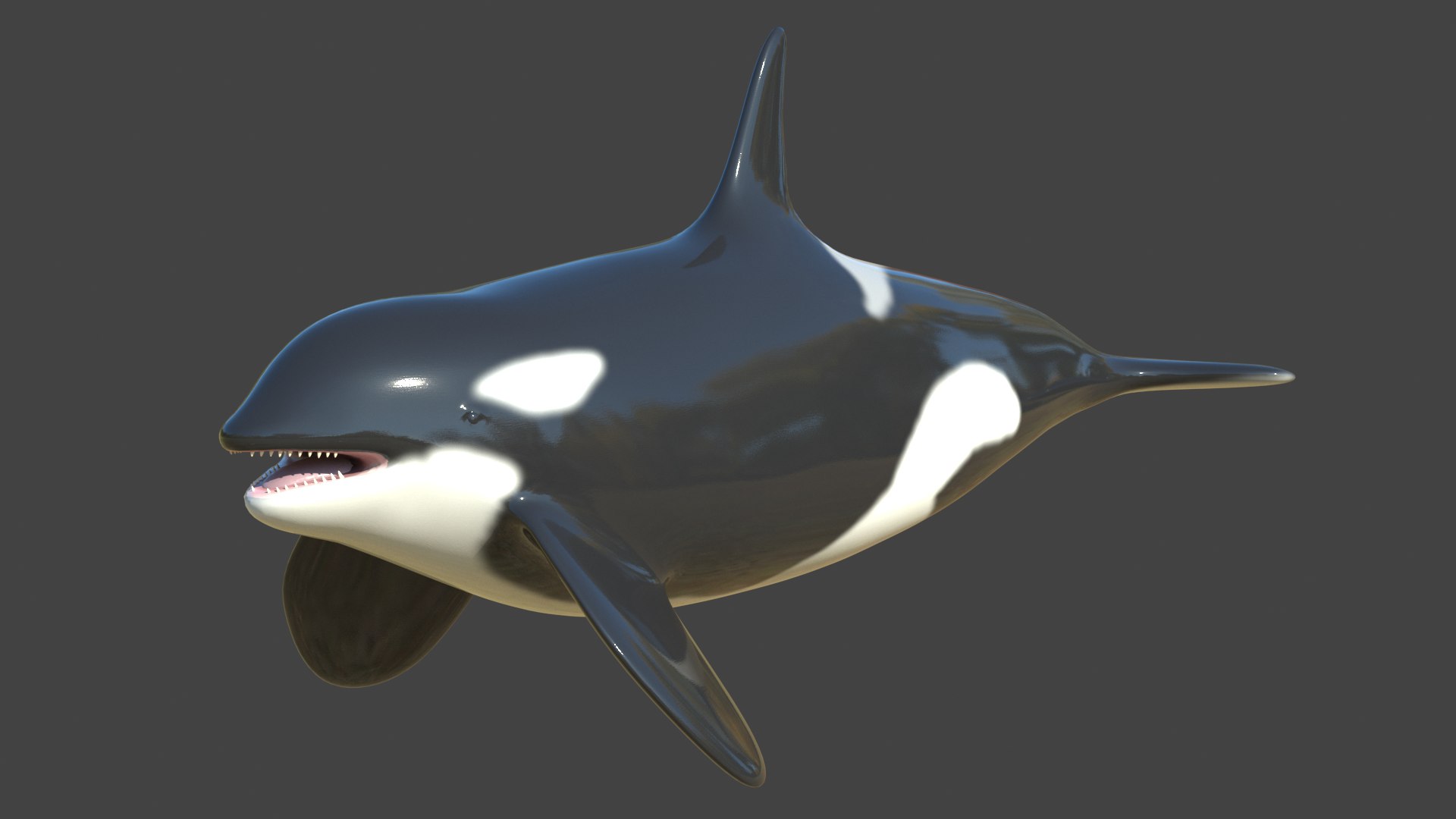 Killer Whale Orca 3D Model - TurboSquid 1645110
