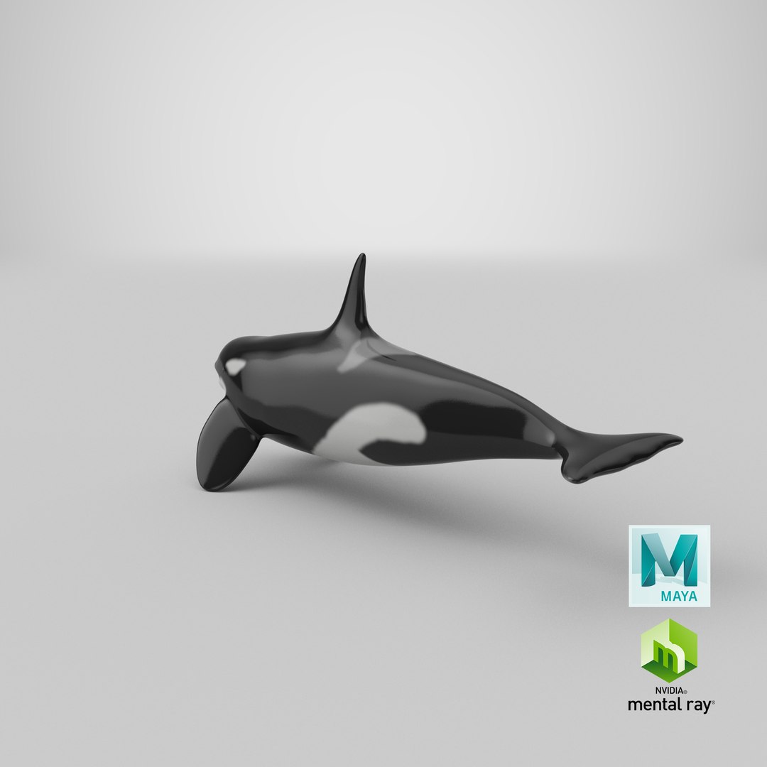 Killer whale orca 3D model - TurboSquid 1645110