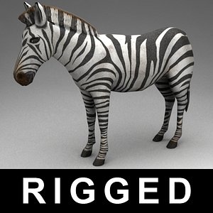 Free 3D Zebra - TurboSquid 1643343