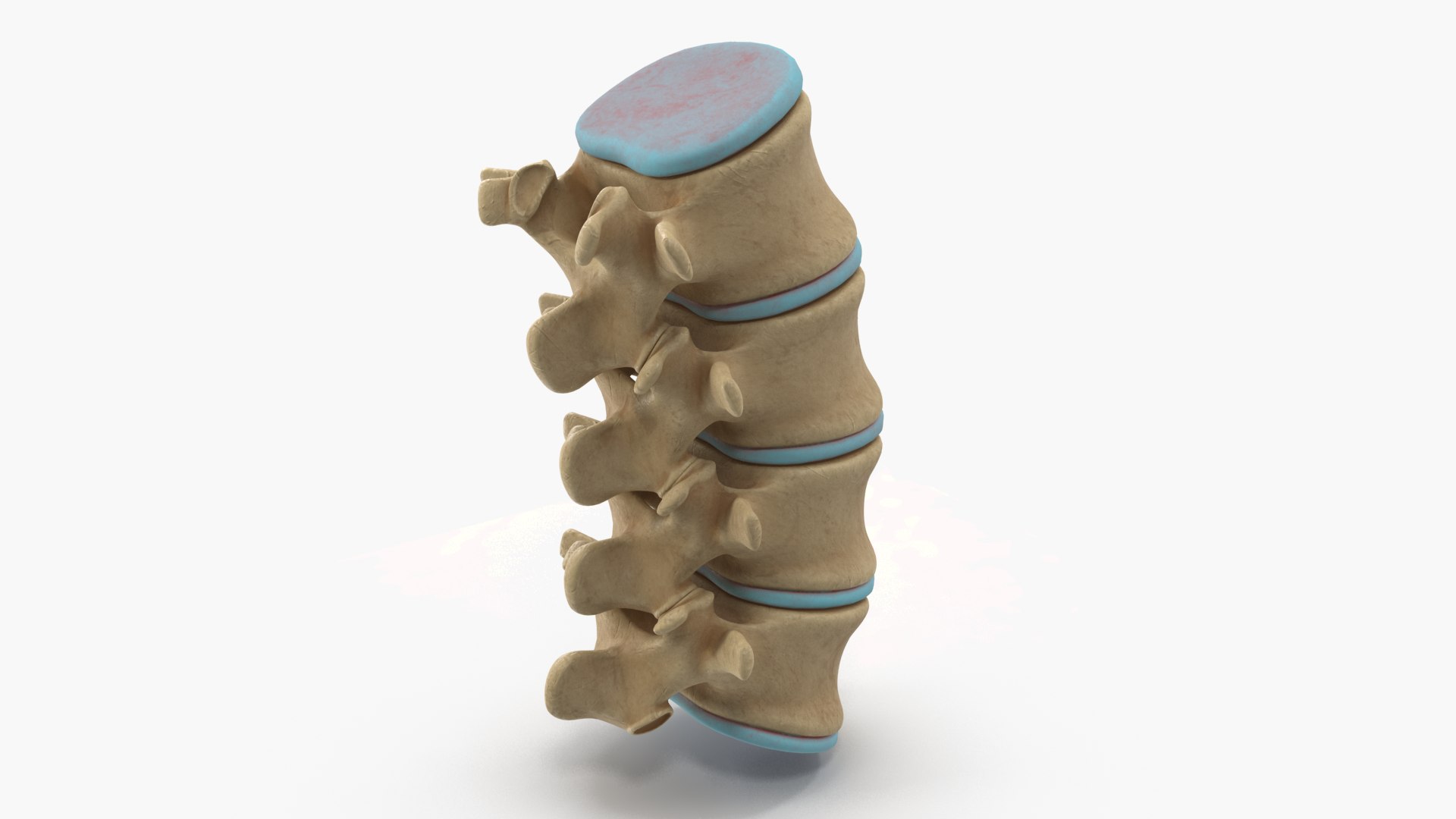 Lumbar Spinal Column 3D Model - TurboSquid 1684226