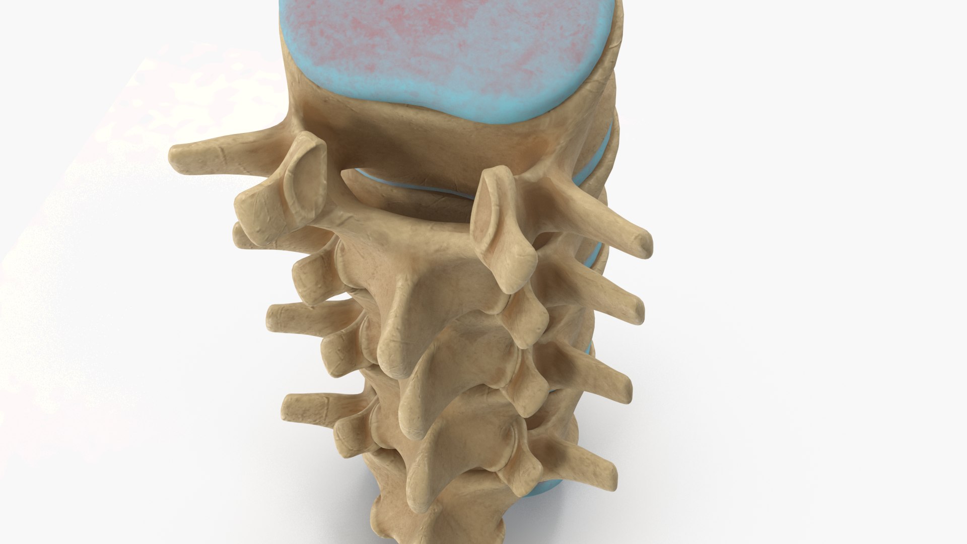 Lumbar Spinal Column 3D Model - TurboSquid 1684226