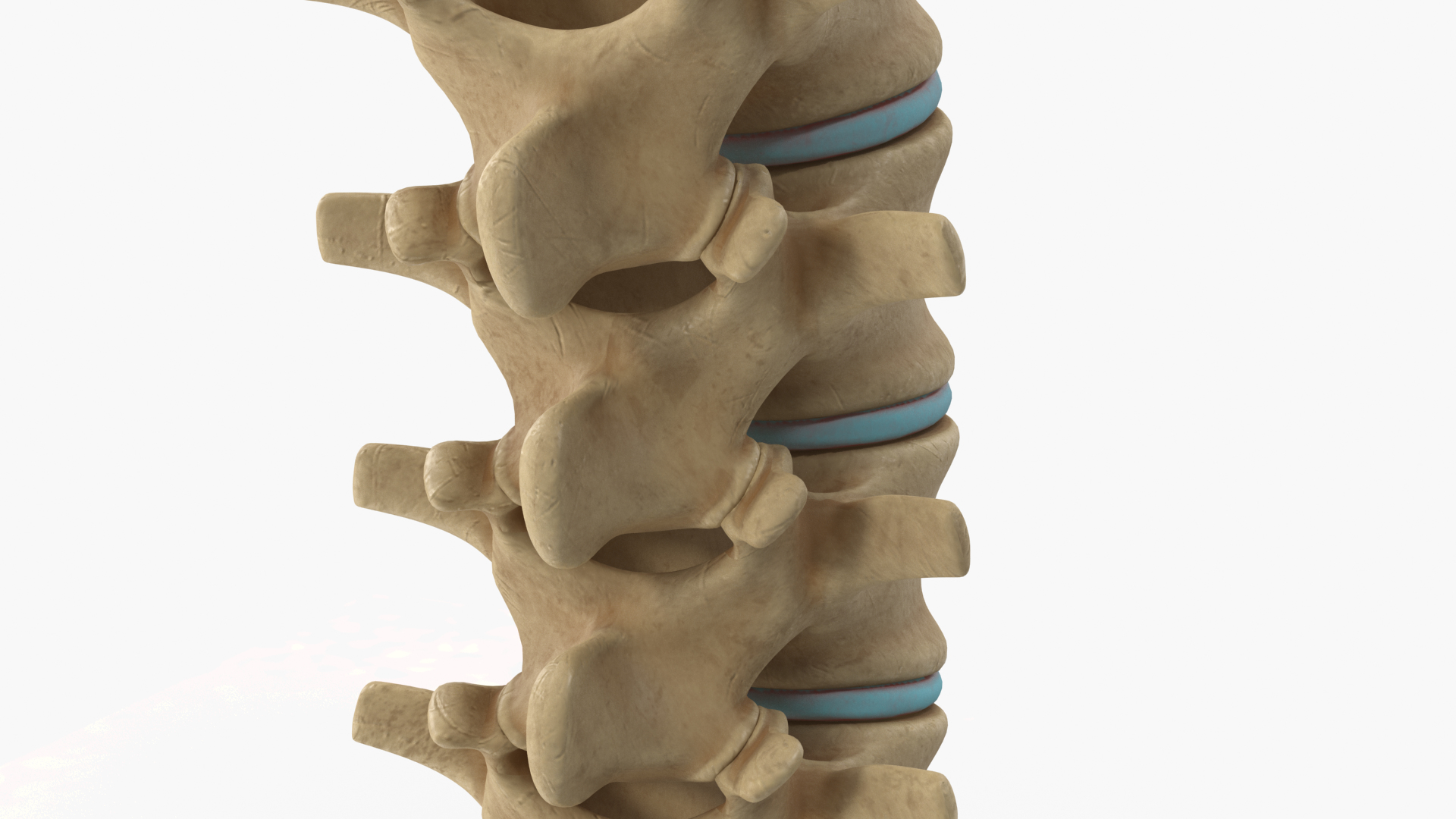 Lumbar spinal column 3D model - TurboSquid 1684226