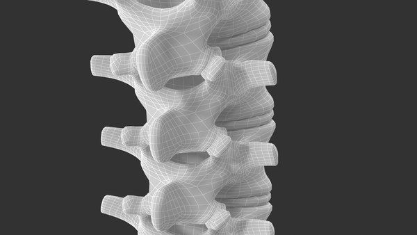 Lumbar spinal column 3D model - TurboSquid 1684226