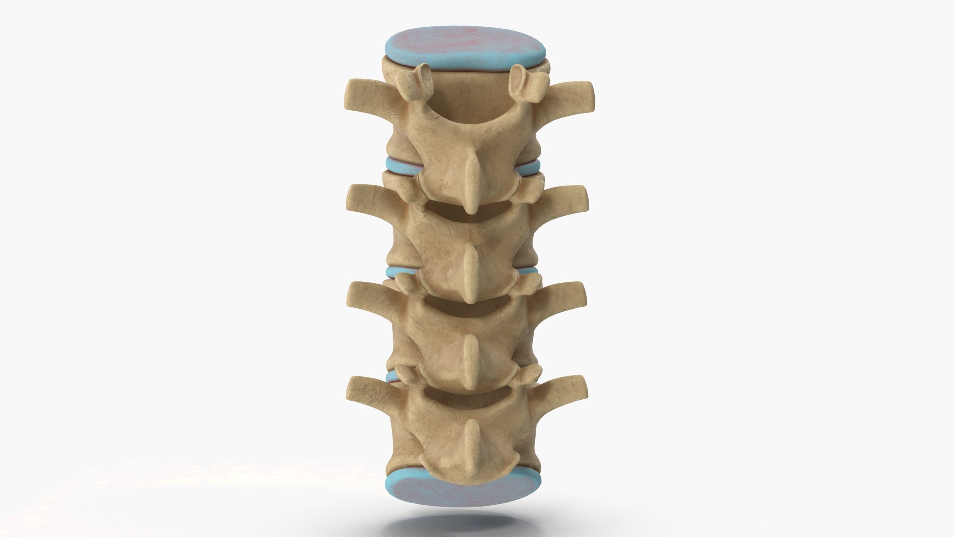 Lumbar Spinal Column 3D Model - TurboSquid 1684226