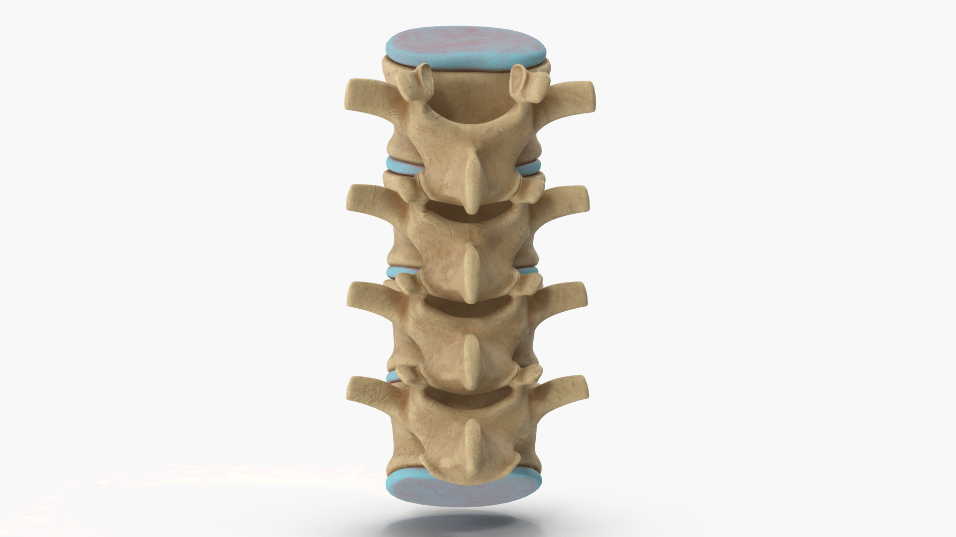 Lumbar spinal column 3D model - TurboSquid 1684226