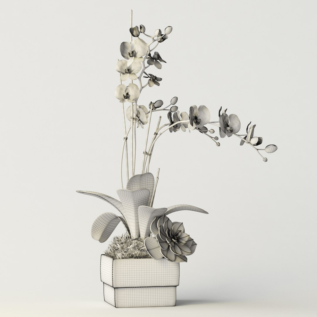 3d model of orchid
