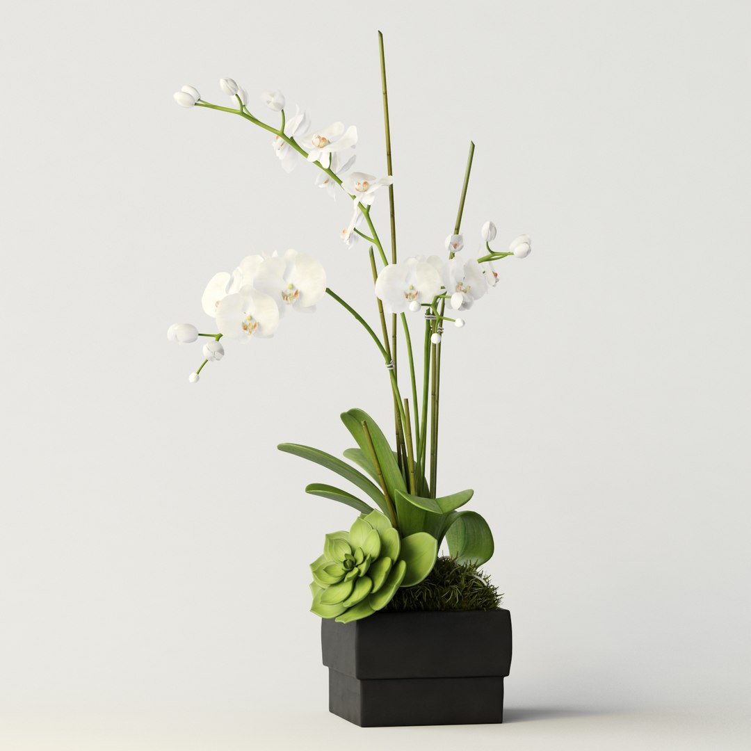 3d model of orchid